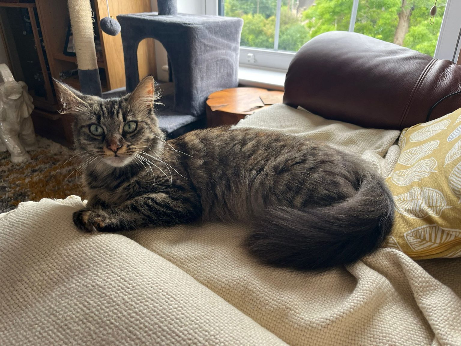 Cats to Adopt - Cats in Distress