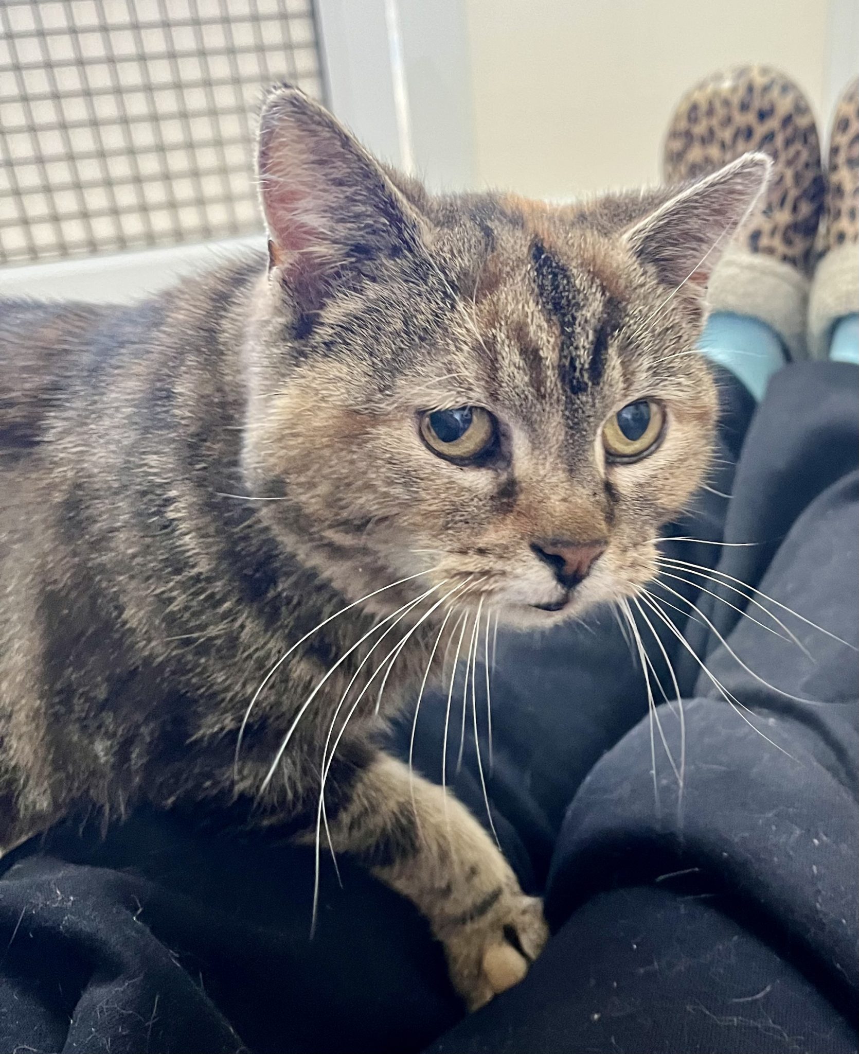 Domestic Cats - Cats in Distress