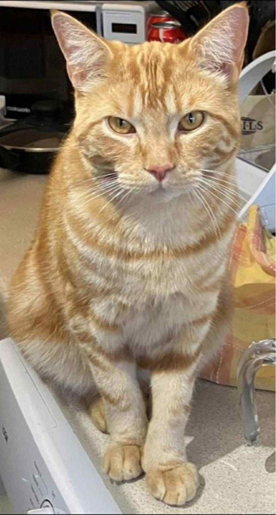 Home to Home - Cats in Distress