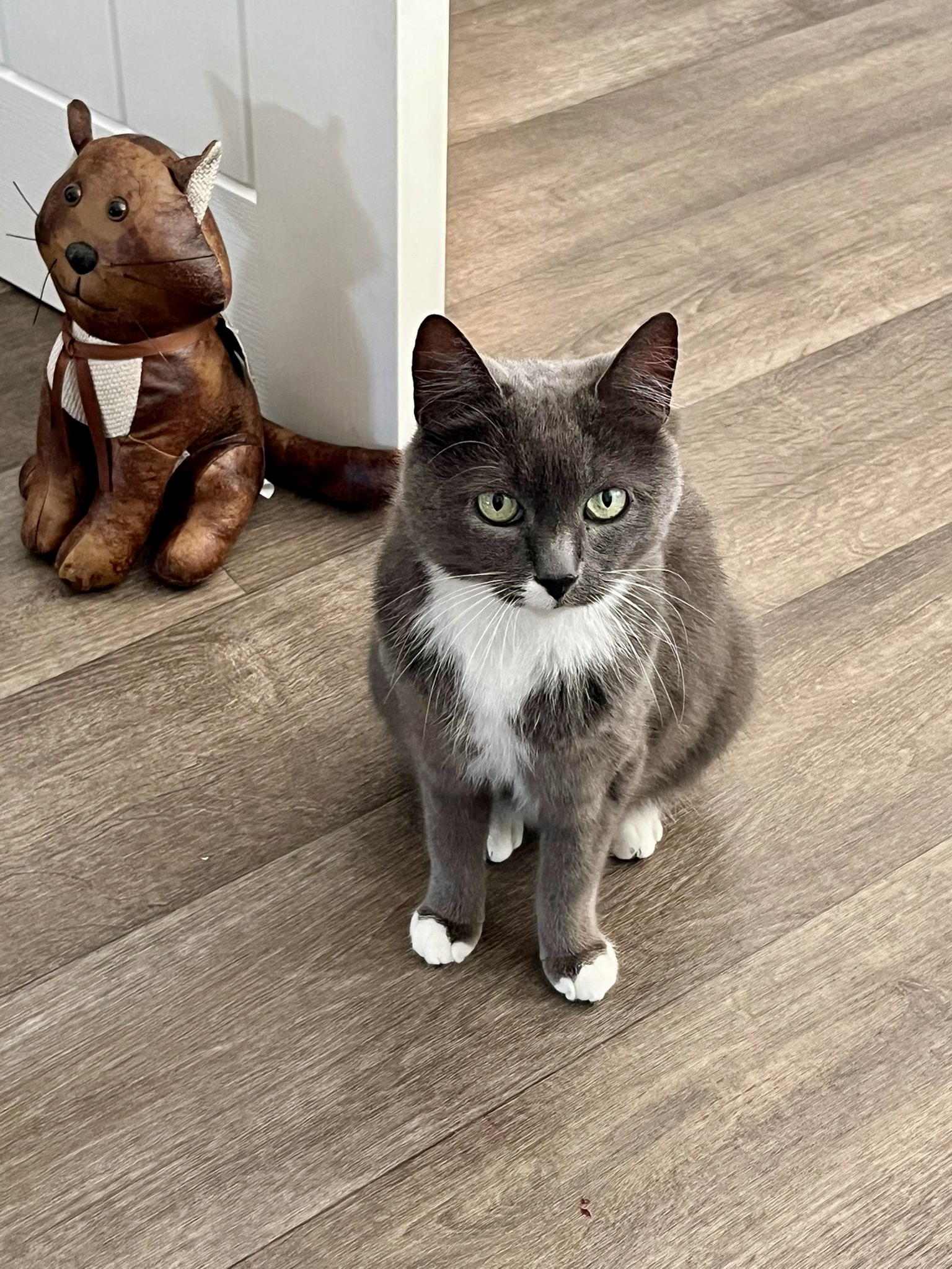 Cats to Adopt - Cats in Distress