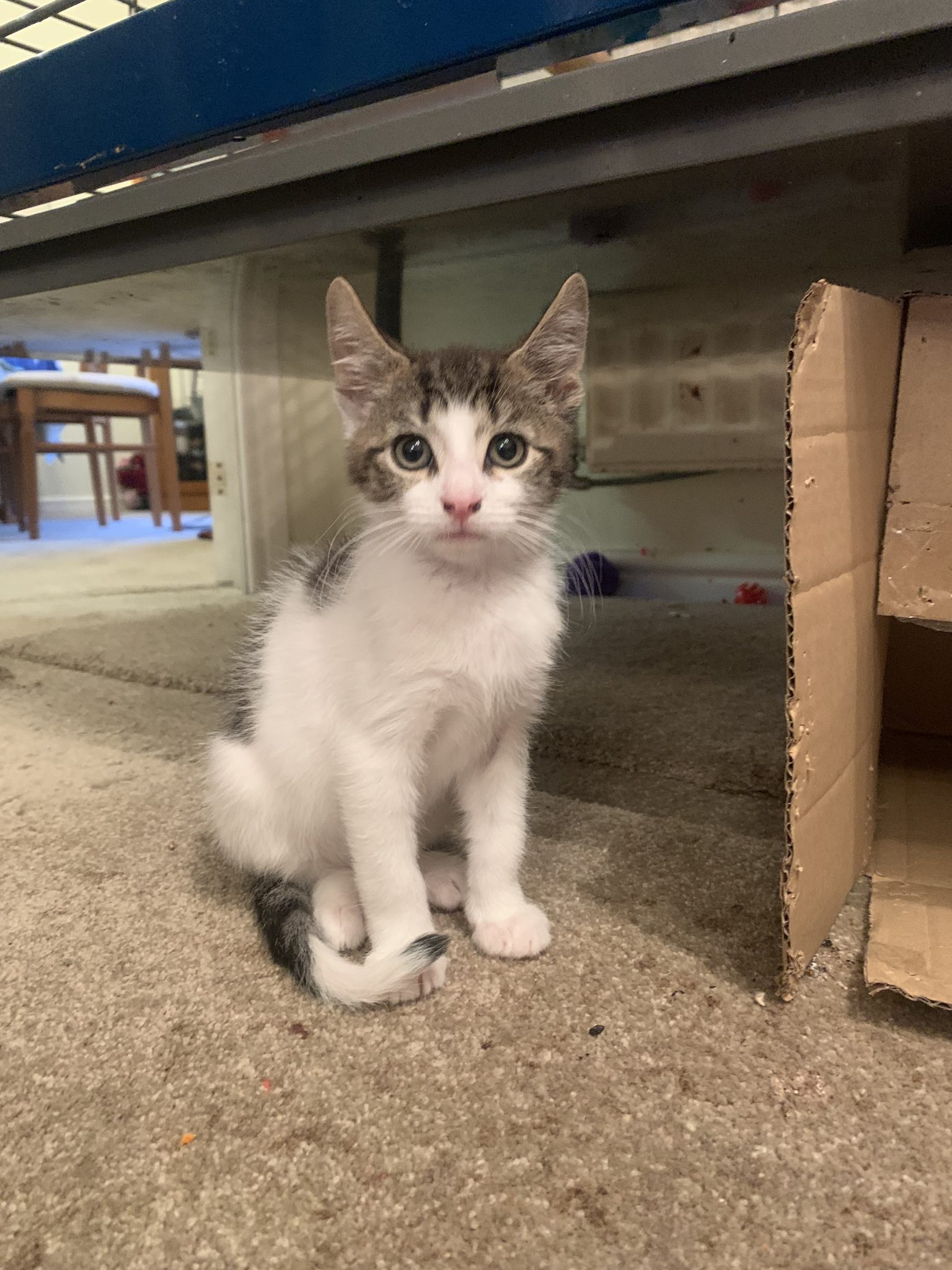 Cats to Adopt - Cats in Distress