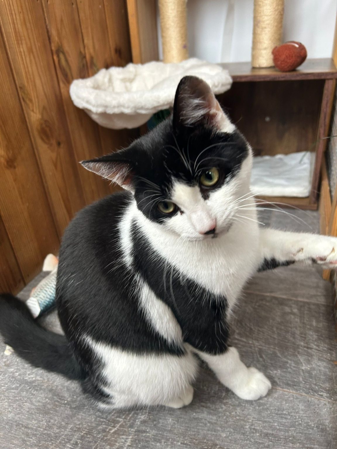 Cats to Adopt - Cats in Distress