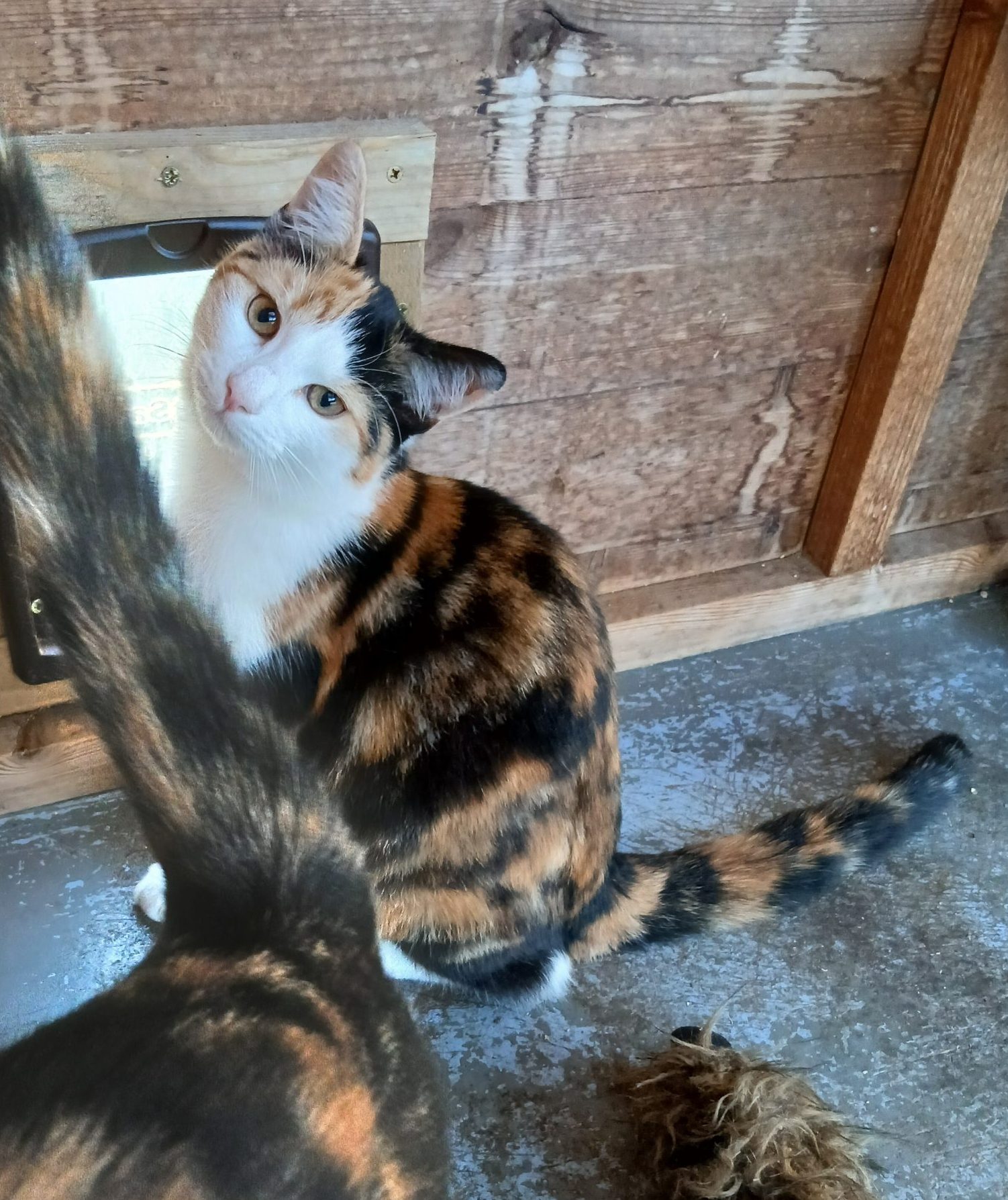 Nelly and Nora - Cats in Distress