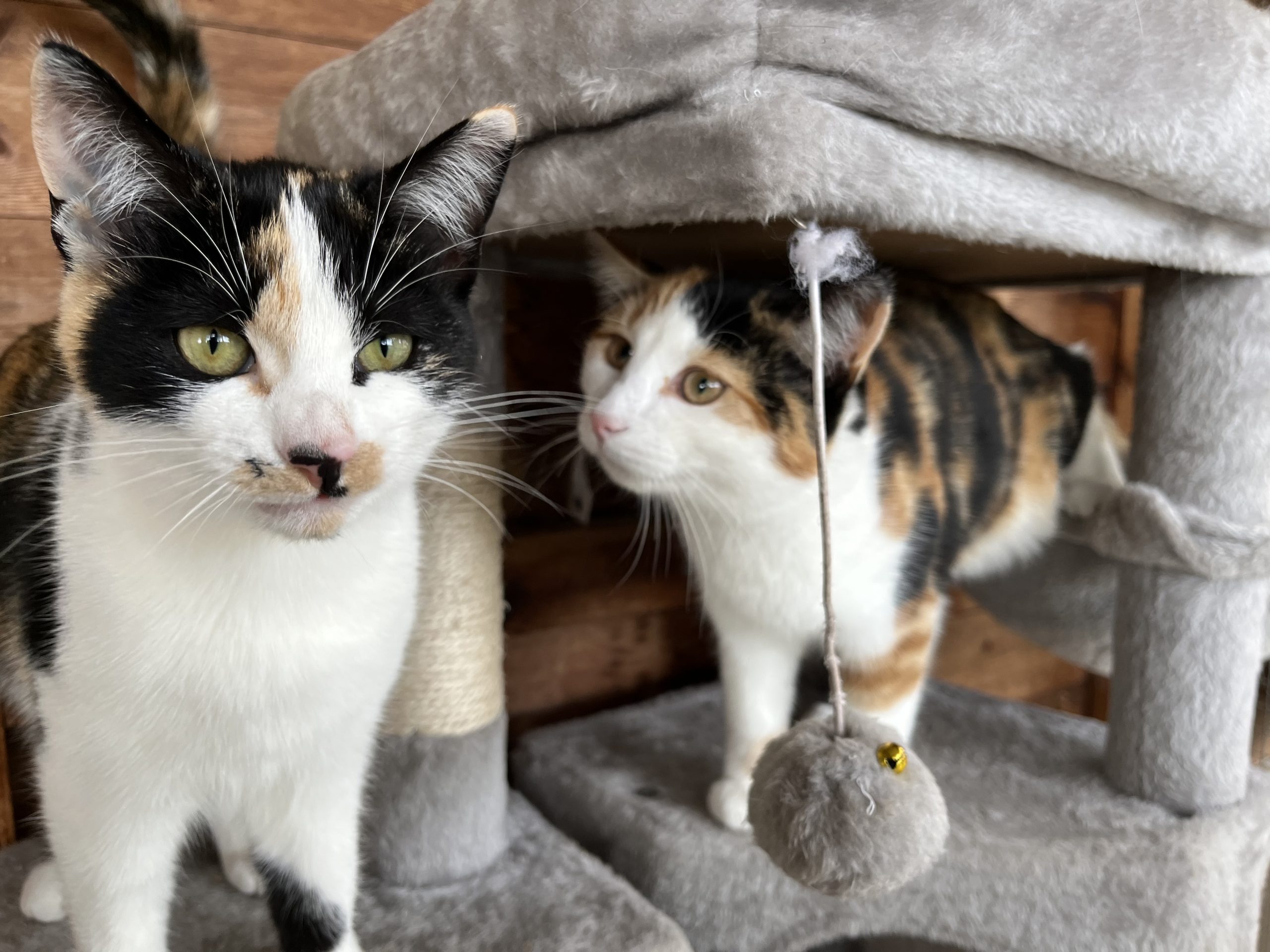 Nelly and Nora - Cats in Distress