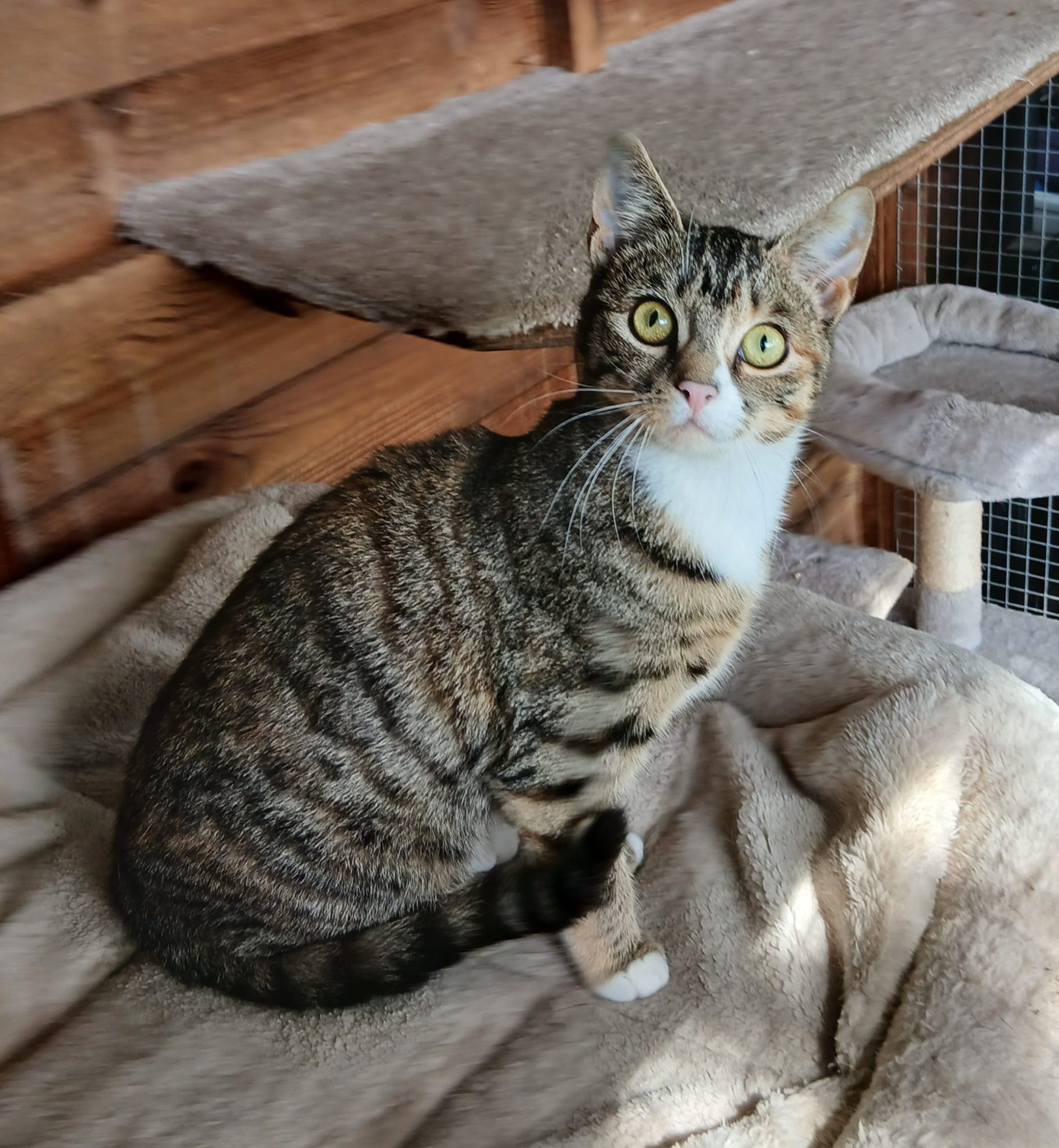 Cats to Adopt - Cats in Distress